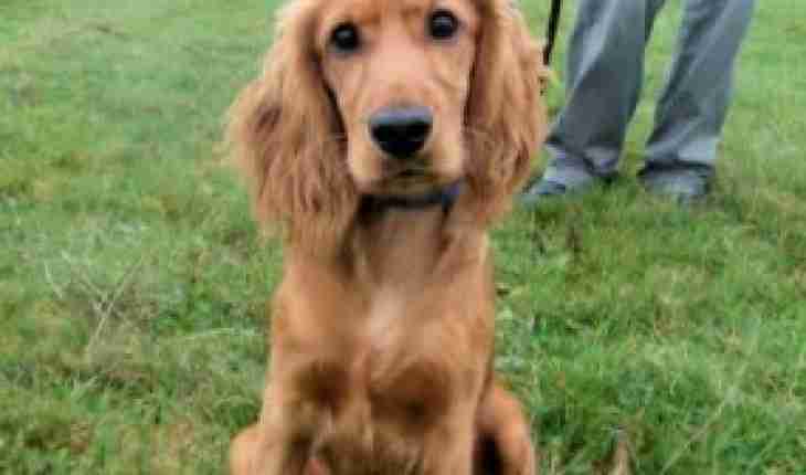 Darcy – 7 month old male English Cocker Spaniel dog for adoption
