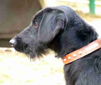 Brin - 9 month old female Schnauzer Cross available for adoption