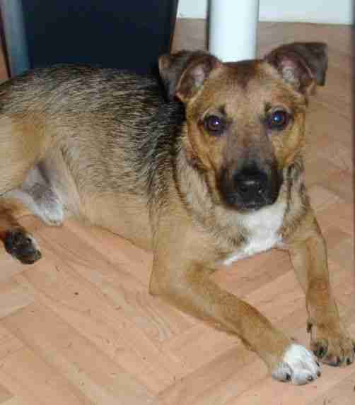 Frankie - 1 year old male Border Terrier Cross available for adoption