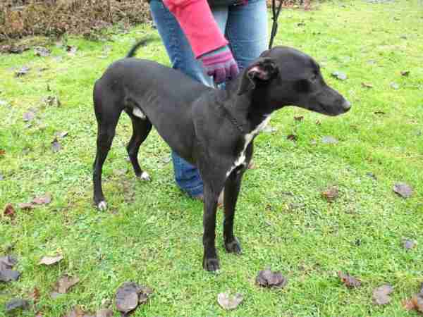 Jip - 7 month old male Whippet Cross available for adoption