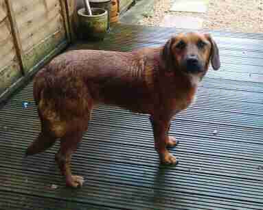 Brucey - 1-2 year old male Setter cross Springer available for adoption