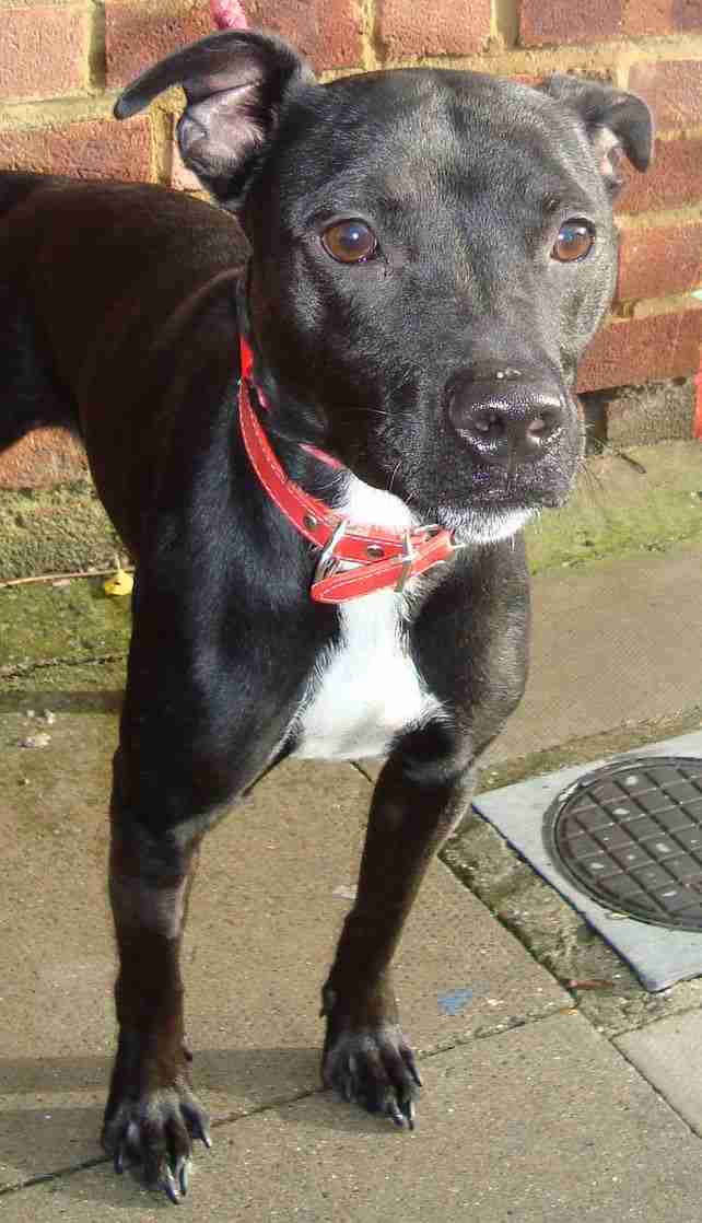 Chips - 1 year old male Staffordshire Bull Terrier cross Whippet ...