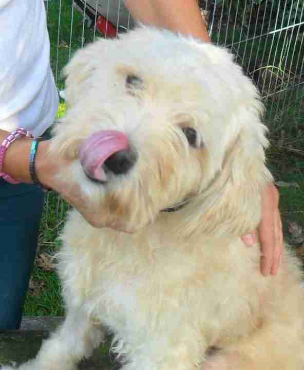 Marko 18 Month Old Male Labradoodle Available For Adoption marko-18-month-old-male-labradoodle-available-for-adoption