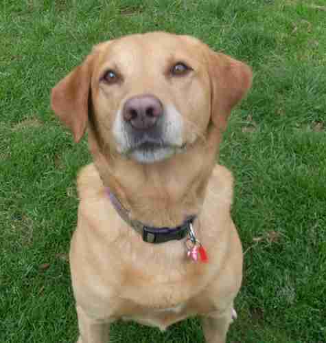 Bailey - 5 year old male Labrador Retriever available for adoption