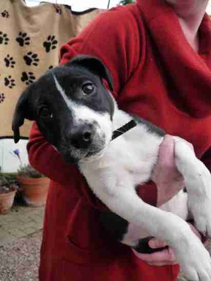 Tess - 15 week old female Border Collie cross Staffordshire Bull ...
