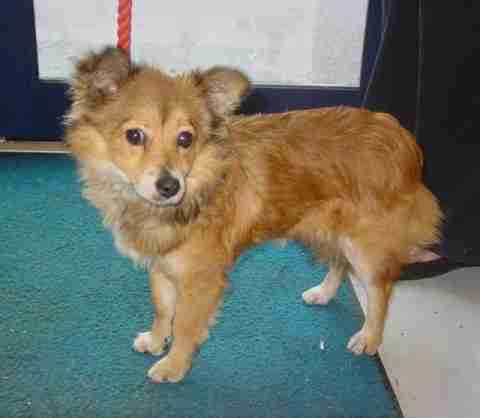 Chilli - 6 month old female Chihuahua cross Shetland Sheepdog available ...