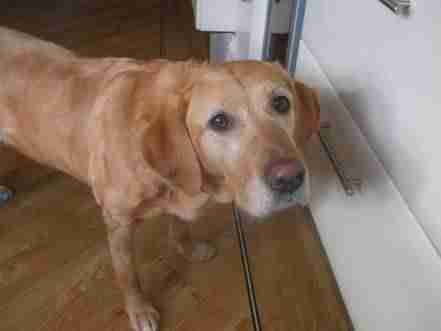 Sasha â€“ 8 year old male Labrador Retriever available for adoption