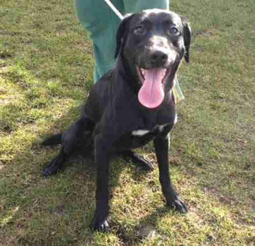 Bernadette - 18-24 year old female Labrador cross Whippet available for ...