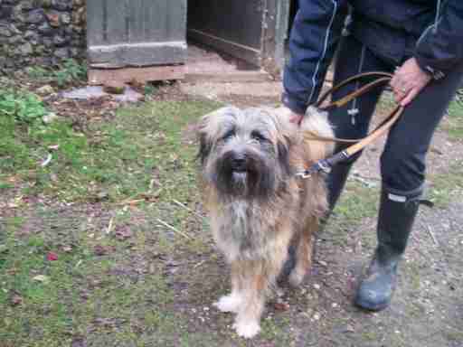 Bouncer - 1-2 year old male Bearded Collie cross Tibetan Terrier ...