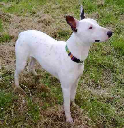 Toto - 4 year old male English Bull Terrier cross Whippet available for ...