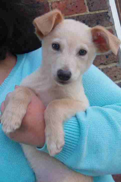 Buttons - 8 week old male Labrador cross Lurcher available for adoption