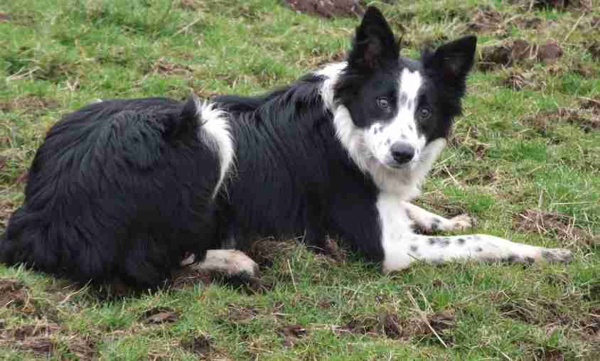 Cody - 8 month old male Border Collie available for adoption
