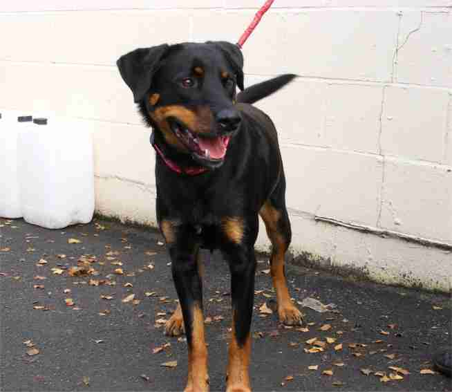 Ralf - 18 month old male Labrador cross Rottweiler available for adoption
