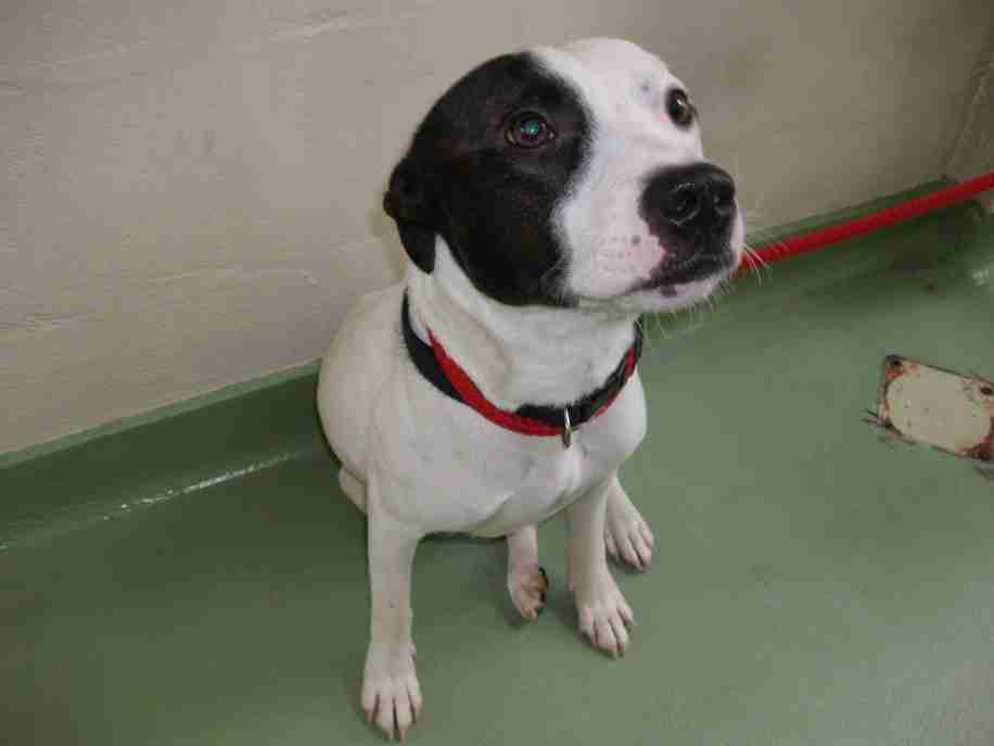 Birmingham Dogs Home - Dogs for Adoption - dogsblog.com