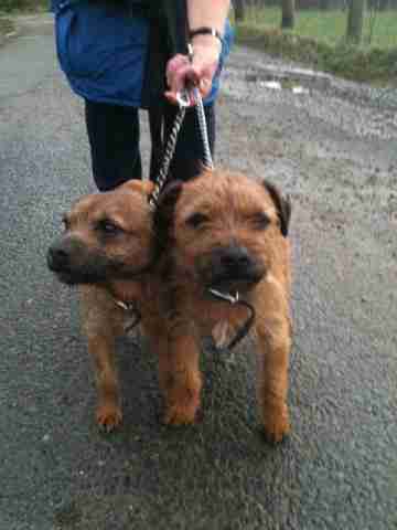 Bobby and Scruffy - 4 year old male Border Terriers available for adoption