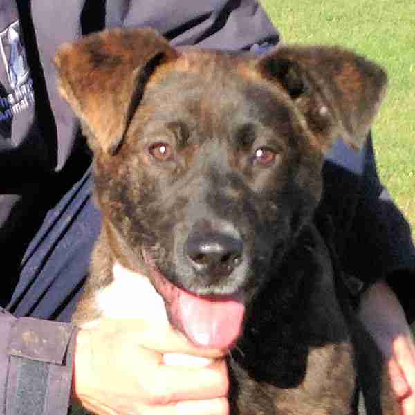 Mayhew Animal Home - Dogs for Adoption - dogsblog.com - Page 13 of 106