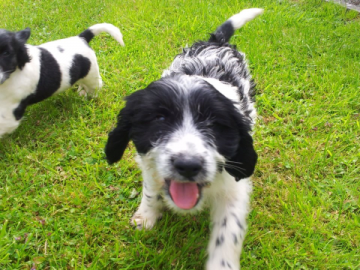 Elvis - 12 week old male English Springer Spaniel cross Terrier ...