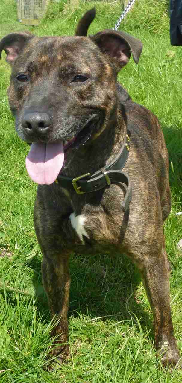 Patrick - 18 month-2 year old male Staffordshire Bull Terrier Cross ...