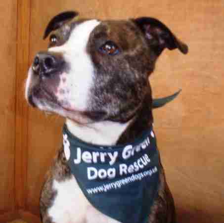 Jerry Green Dog Rescue Nottinghamshire - Dogs for Adoption - dogsblog ...