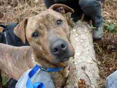 Doris Banham Dog Rescue Nottinghamshire - Dogs for Adoption - dogsblog ...