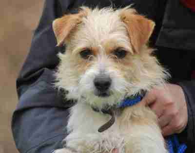 Buddy - 2 1/2 year old male Border Terrier cross Jack Russell Terrier ...