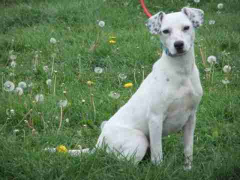 Charlie - 10 month old male Jack Russell Terrier cross Springer Spaniel ...