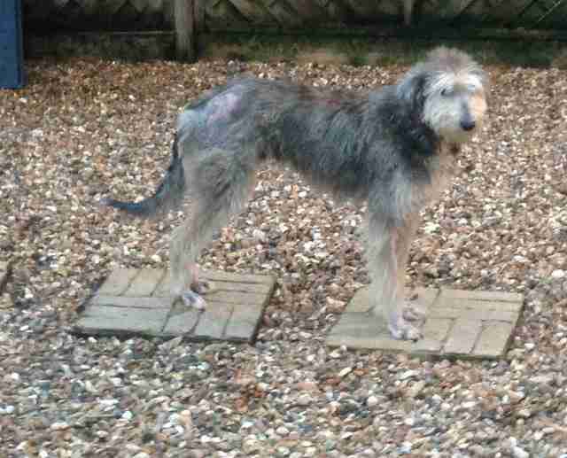 Duffy - 18 month old male Bearded Collie cross Lurcher available for ...