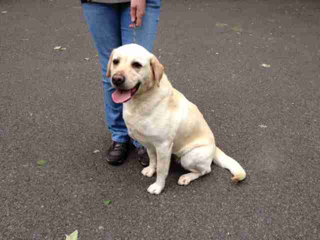 Meg - 4 year old female Labrador available for adoption