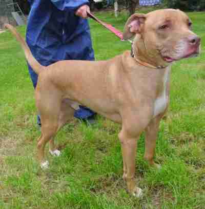 Milo - 2-3 year old male Rhodesian Ridgeback cross Staffordshire Bull ...