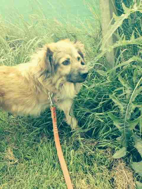 Beacon Animal Rescue Centre (BARC) - Dogs for Adoption - dogsblog.com ...