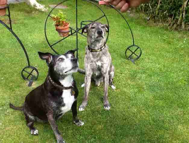 The Oldies Club - Dogs for Adoption - dogsblog.com - Page 21 of 52