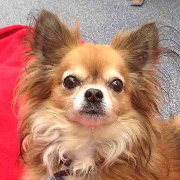 Mayhew Animal Home - Dogs for Adoption - dogsblog.com - Page 13 of 106