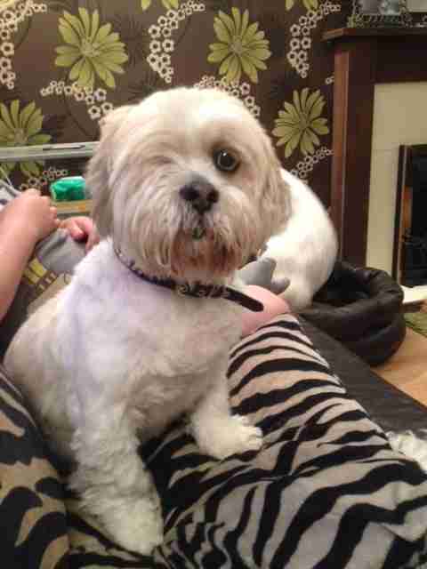 Woody - 9 year old male Lhasa Apso available for adoption