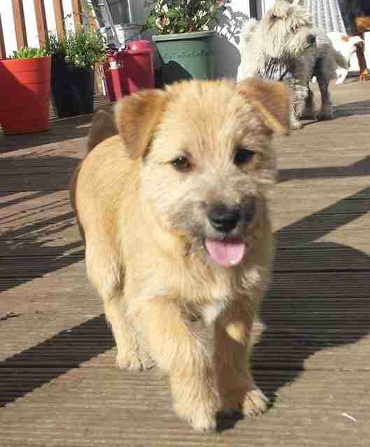 Scruffy - 12 week old male Terrier available for adoption