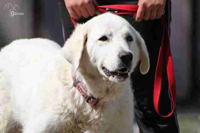 Beba - 2-3 year old female Kuvasz Cross available for adoption