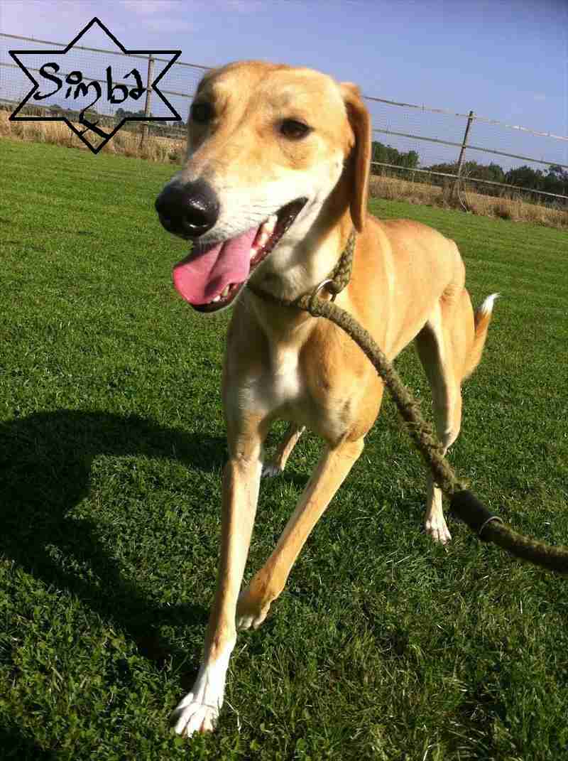 Simba – 3 year old male Saluki Cross Greyhound available for adoption