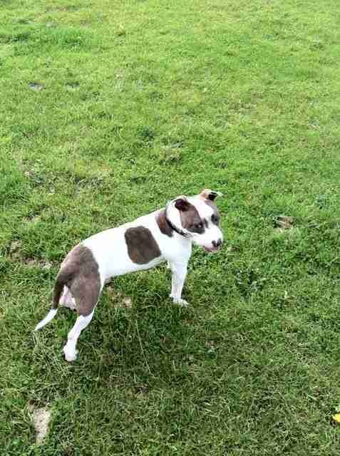 Silver - 1 year old male Staffordshire Bull Terrier available for adoption