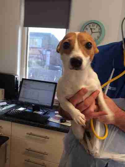 Dorset & Somerset Dog Rescue - Dogs for Adoption - dogsblog.com - Page ...