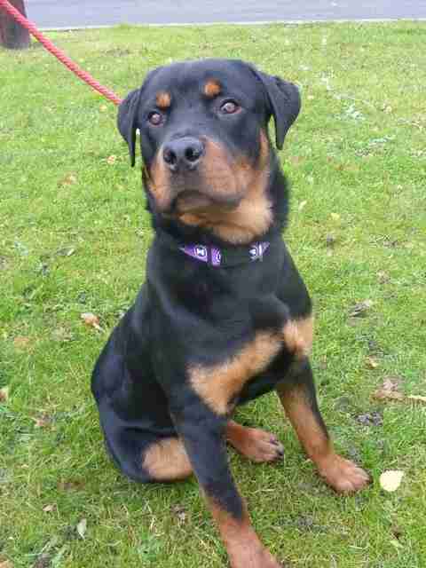 Jager - 7-8 month old male Rottweiler available for adoption