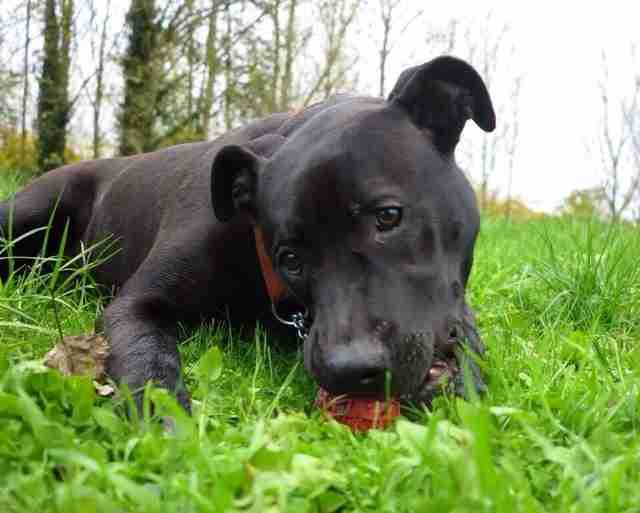 Holly - 10-12 month old female Staffordshire Bull Terrier cross ...