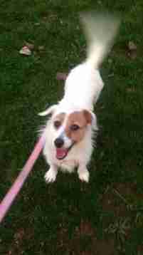 Ravens Rescue UK - Dogs for Adoption - dogsblog.com