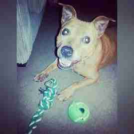 Ravens Rescue UK - Dogs for Adoption - dogsblog.com