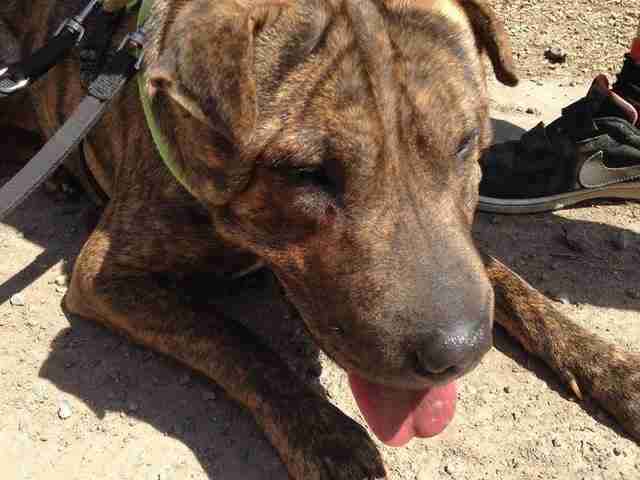 Missy - 18-24 month old female Shar-Pei cross Staffordshire Bull ...