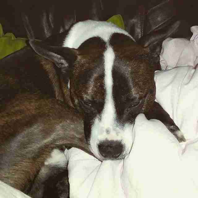 Ravens Rescue UK - Dogs for Adoption - dogsblog.com