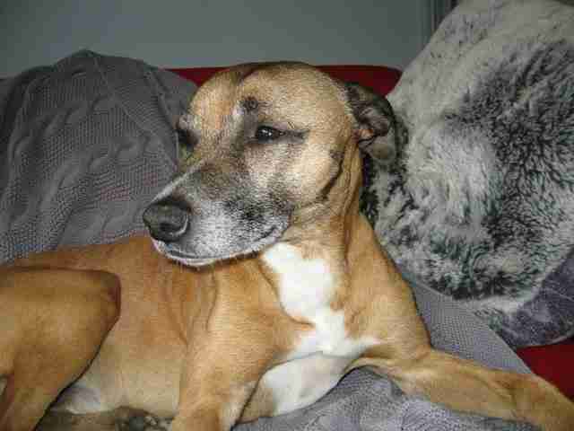 Scotty - 4 year old male Staffordshire Bull Terrier cross Lurcher ...