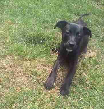 Sausage - 4 month old male Labrador Cross available for adoption