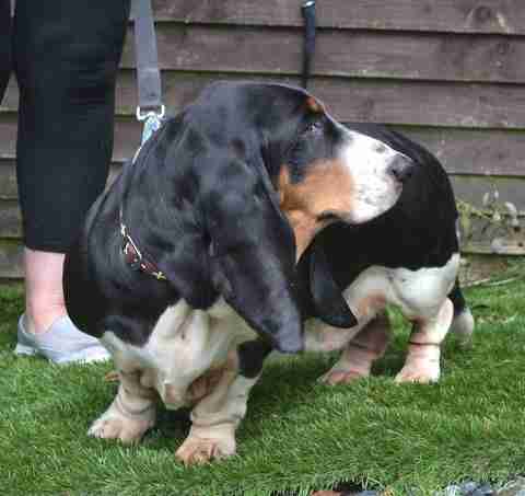 Mildred - 4 year old female Basset Hound available for adoption