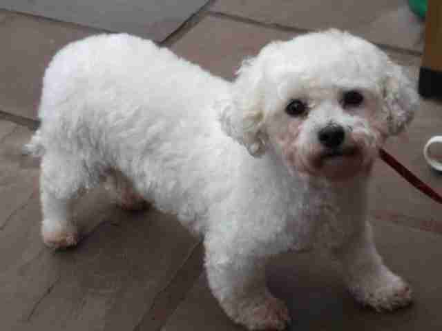 Ida - 5 year old female Bichon Frise available for adoption