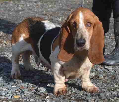 Beaver - 4-5 year old female Basset Hound available for adoption