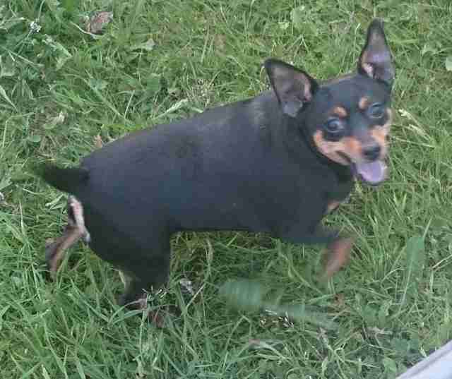 Hippy - 5 year old female Miniature Pinscher available for adoption
